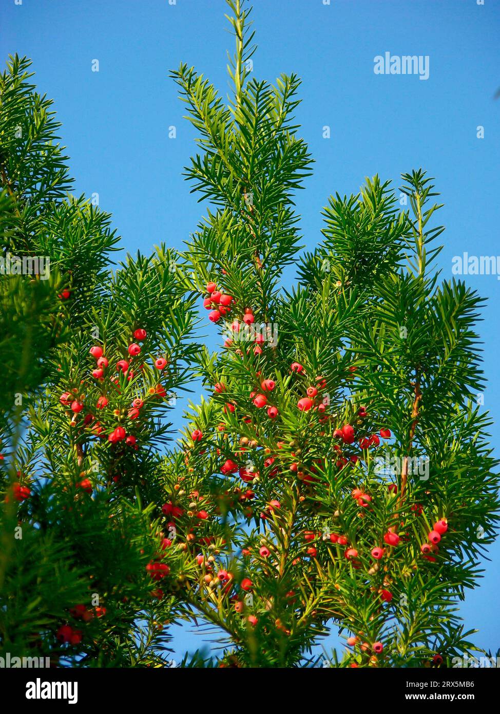 English yew (Taxus baccata Stock Photo - Alamy