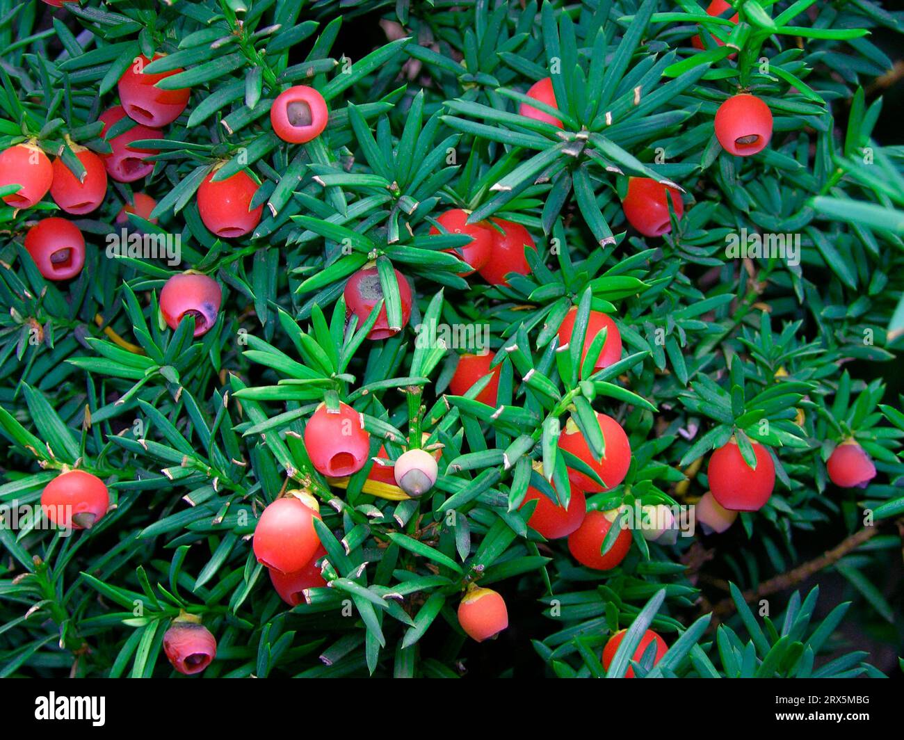 English yew (Taxus baccata Stock Photo - Alamy