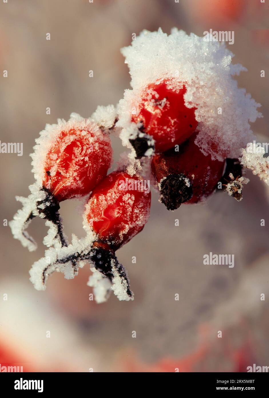 Hagebutten food hi-res stock photography and images - Alamy