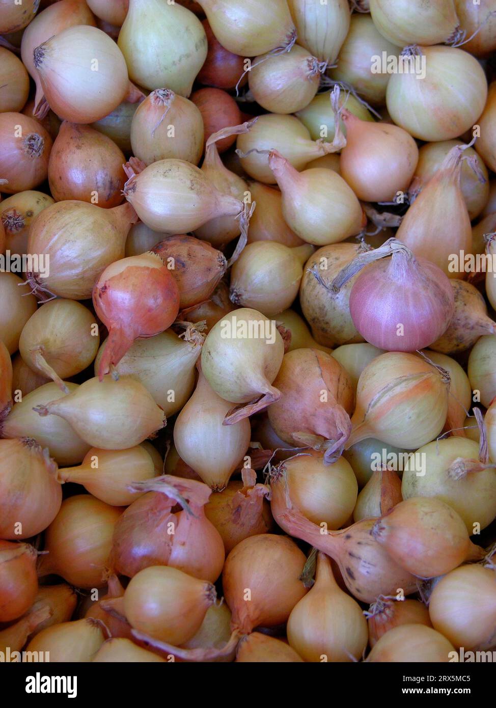 Italian small onions, onion, also onion leek, bolle, kitchen onion ...
