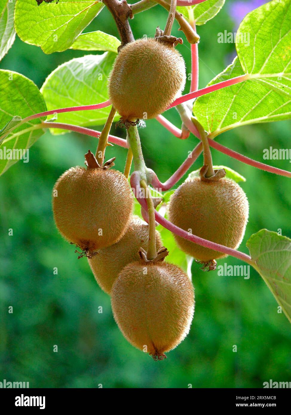 Kiwi (Syn.: Actinidia chinensis), fruit on tree, kiwifruit (Actinidia ...