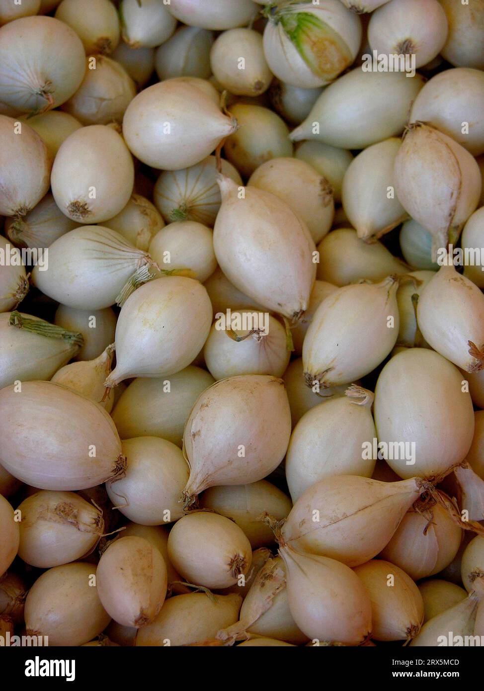 Onion, also known as onion leek, bulb, kitchen onion, garden onion ...