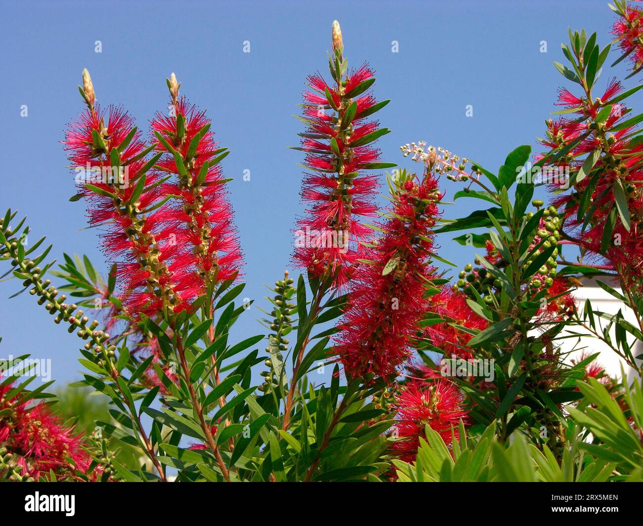 Scarlet bottlebrush (Callistemon citrinus), When rubbed, the leaves ...
