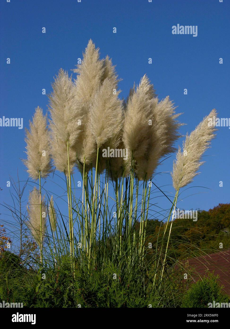 Pampas grass (Cortaderia selloana), Small pampas grass Stock Photo - Alamy