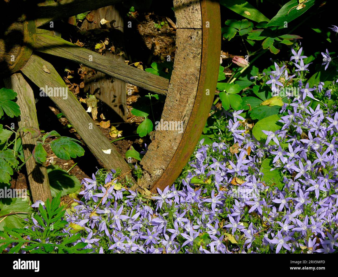 Bellflower (Campanula) garganica, with wagon wheel Stock Photo - Alamy