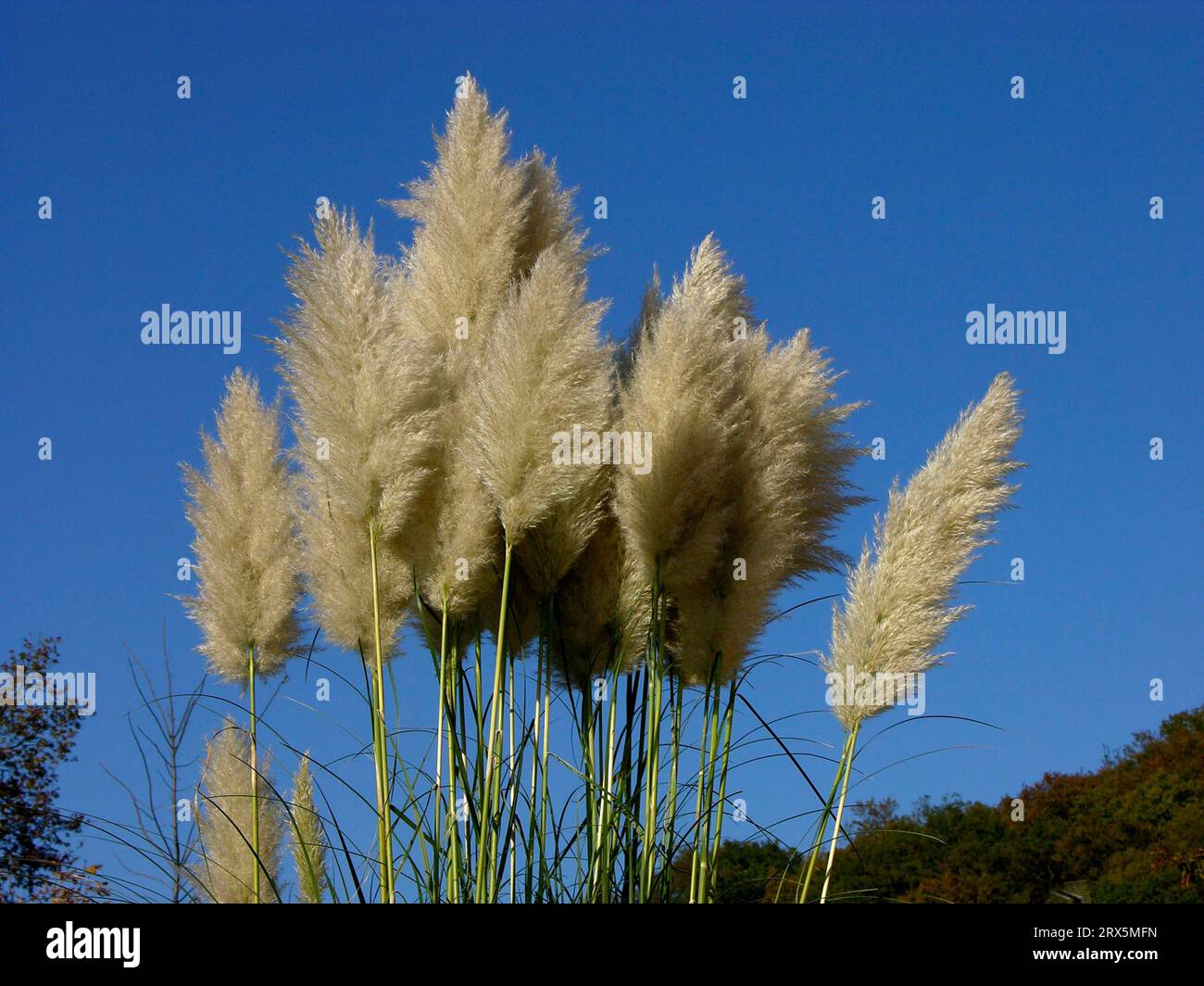 Pampas grass (Cortaderia selloana), Small pampas grass Stock Photo - Alamy
