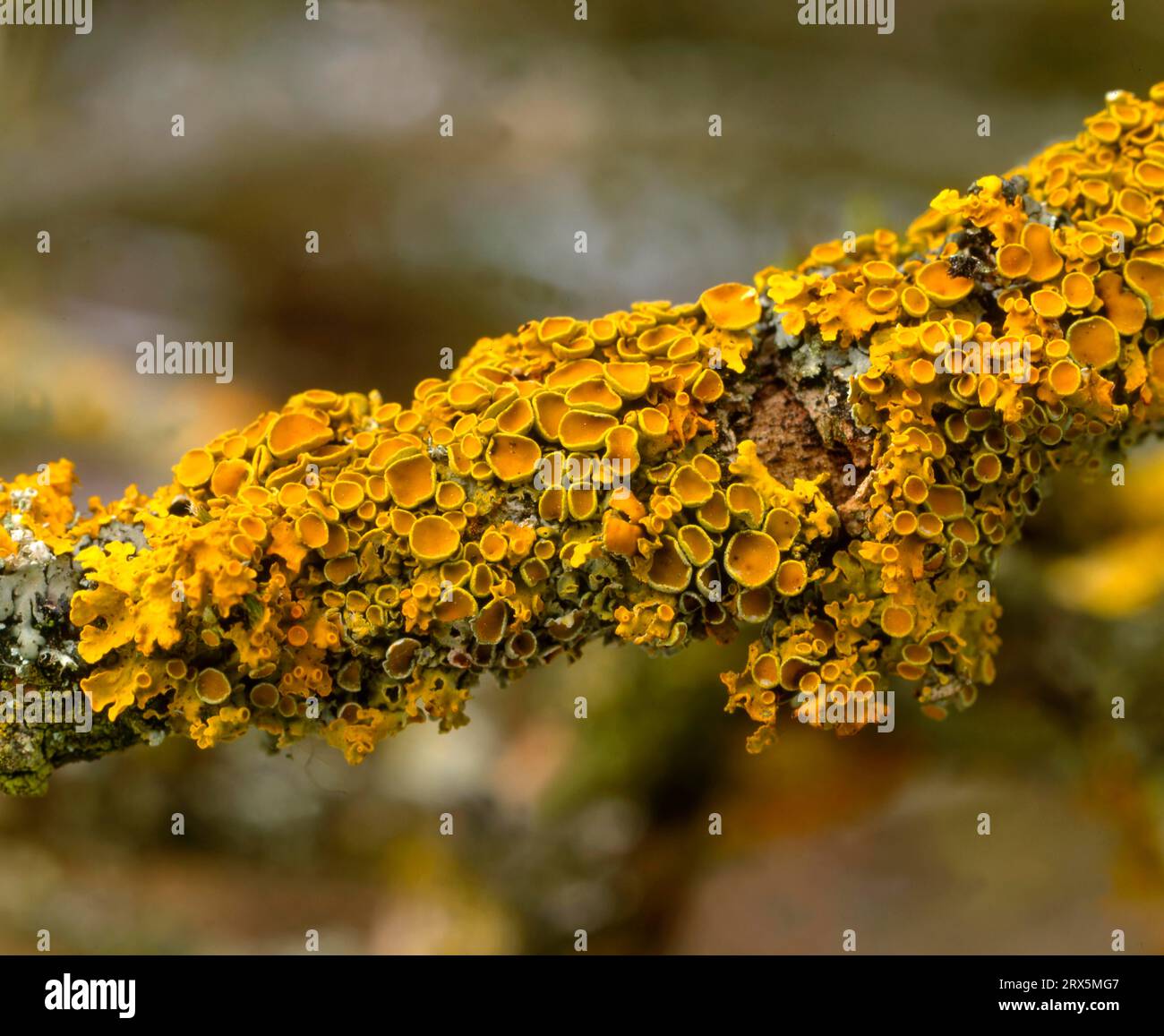 Lichen plan hi-res stock photography and images - Alamy