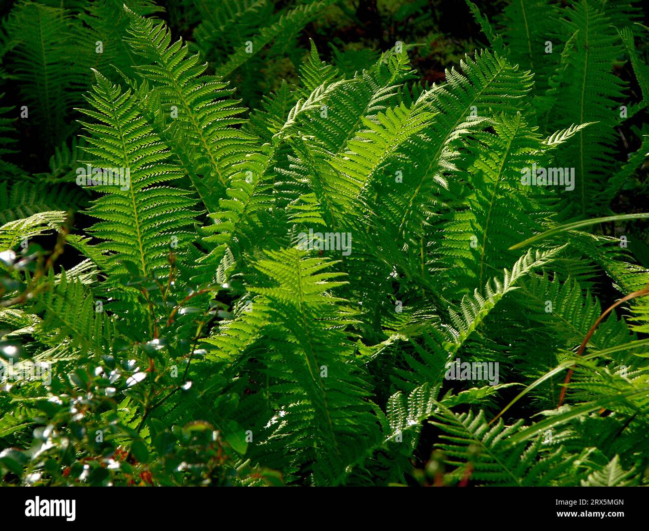 Fern in the garden, long beech fern (Phegopteris connectilis Stock ...