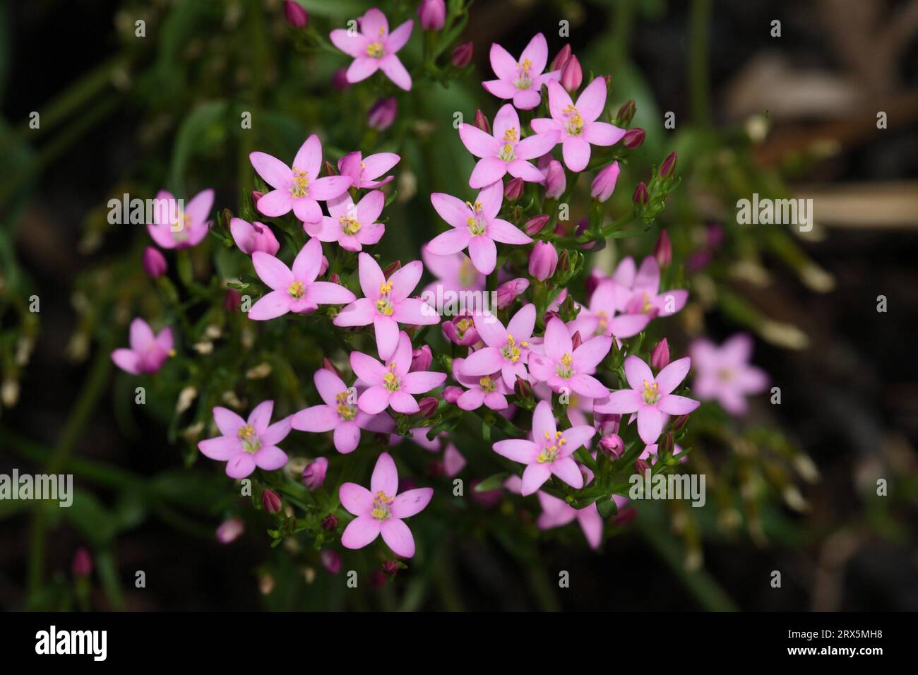 Common Centaury (Centaurium minus Stock Photo - Alamy