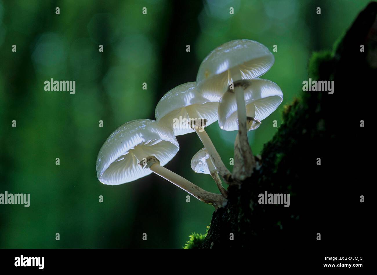Syn oudemansiella mucida hi-res stock photography and images - Alamy