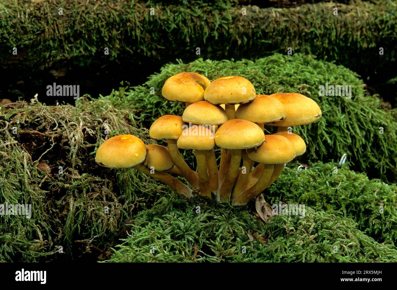 Sulphur tuft (Hypholoma fasciculare), Green-leaved sulphur head Stock ...