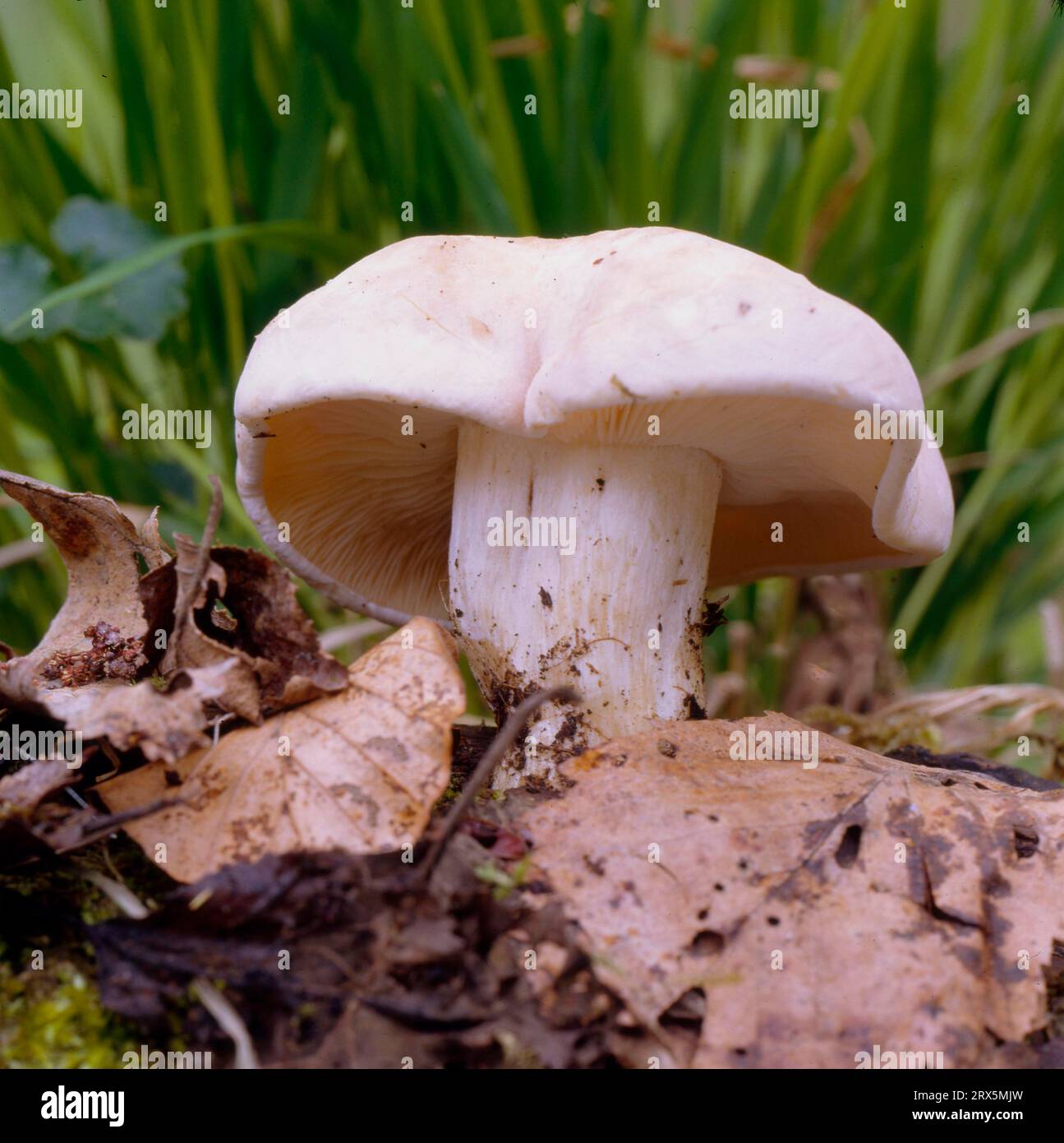 St. george's mushroom (Calocybe gambosa) Calobyce georgii ...