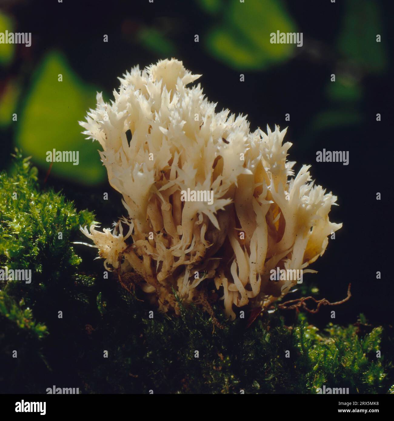Clavaria fungus mushroom hi-res stock photography and images - Alamy