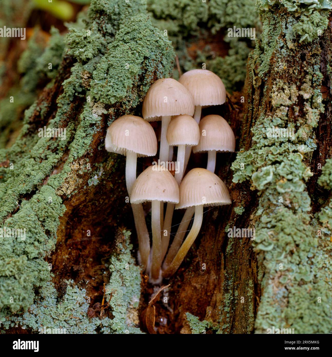 Fairies bonnet (Coprinus disseminatus Stock Photo - Alamy