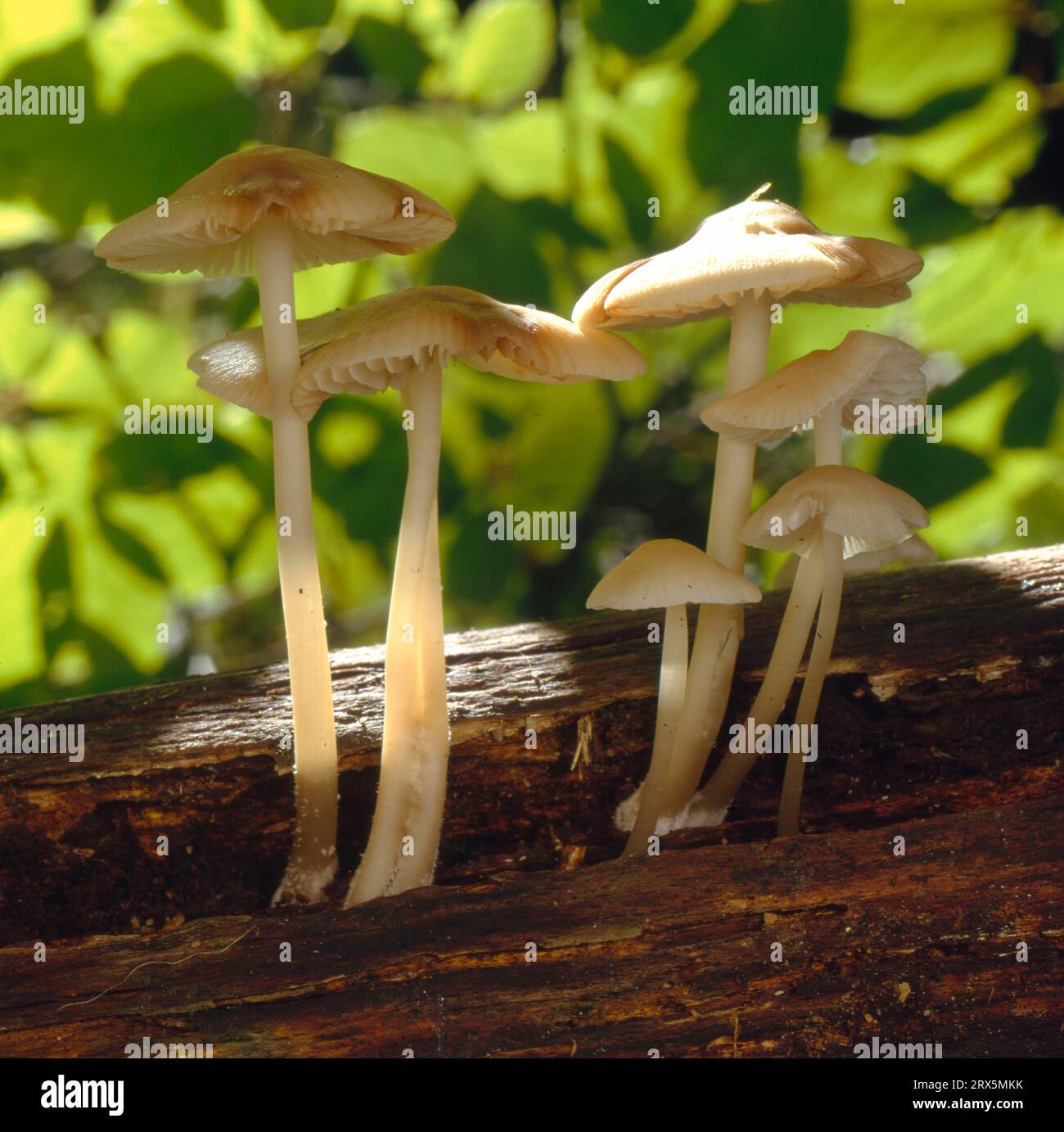 Watery stump brittlestem (Psathyrella piluliformis), edible to a ...