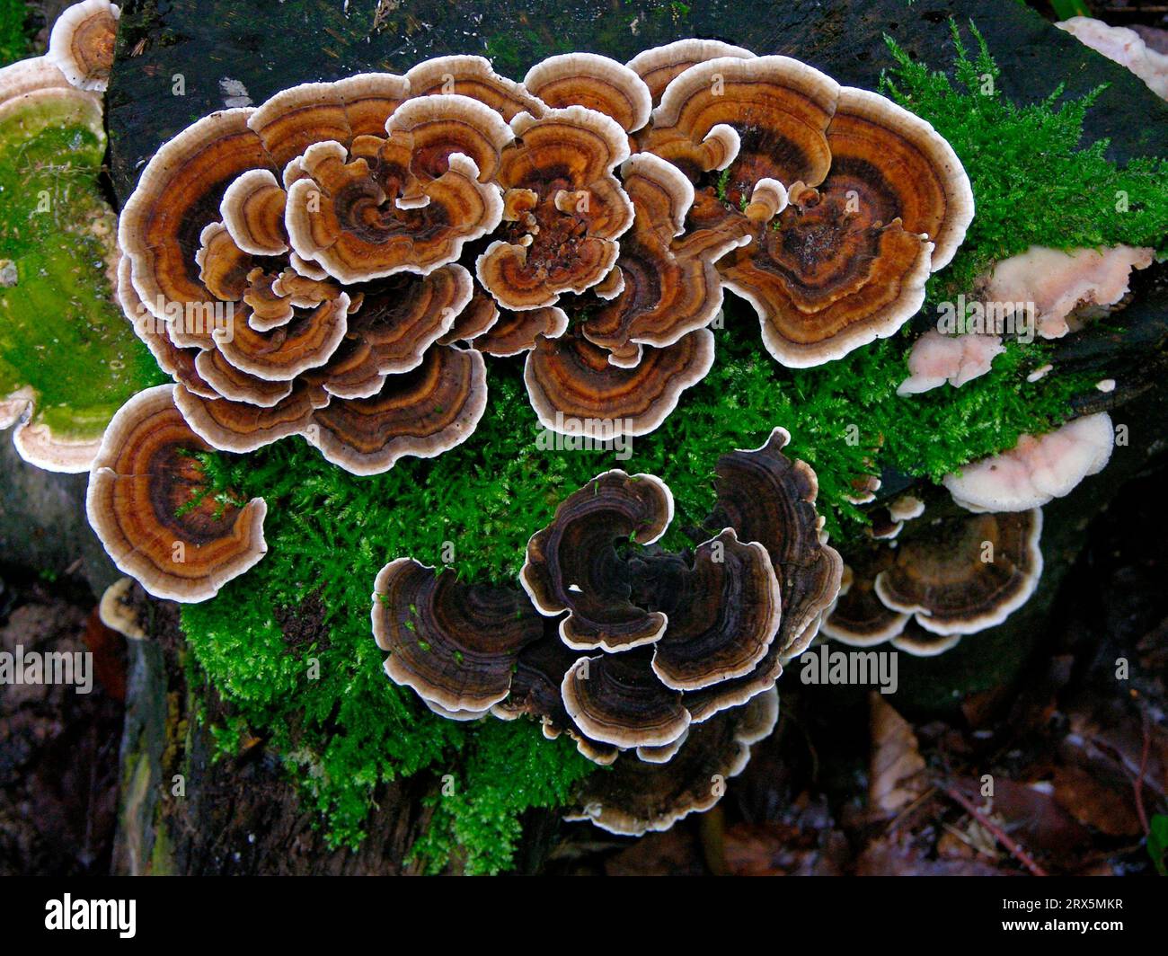 Tree fungus in the forest, tree trunk Stock Photo - Alamy