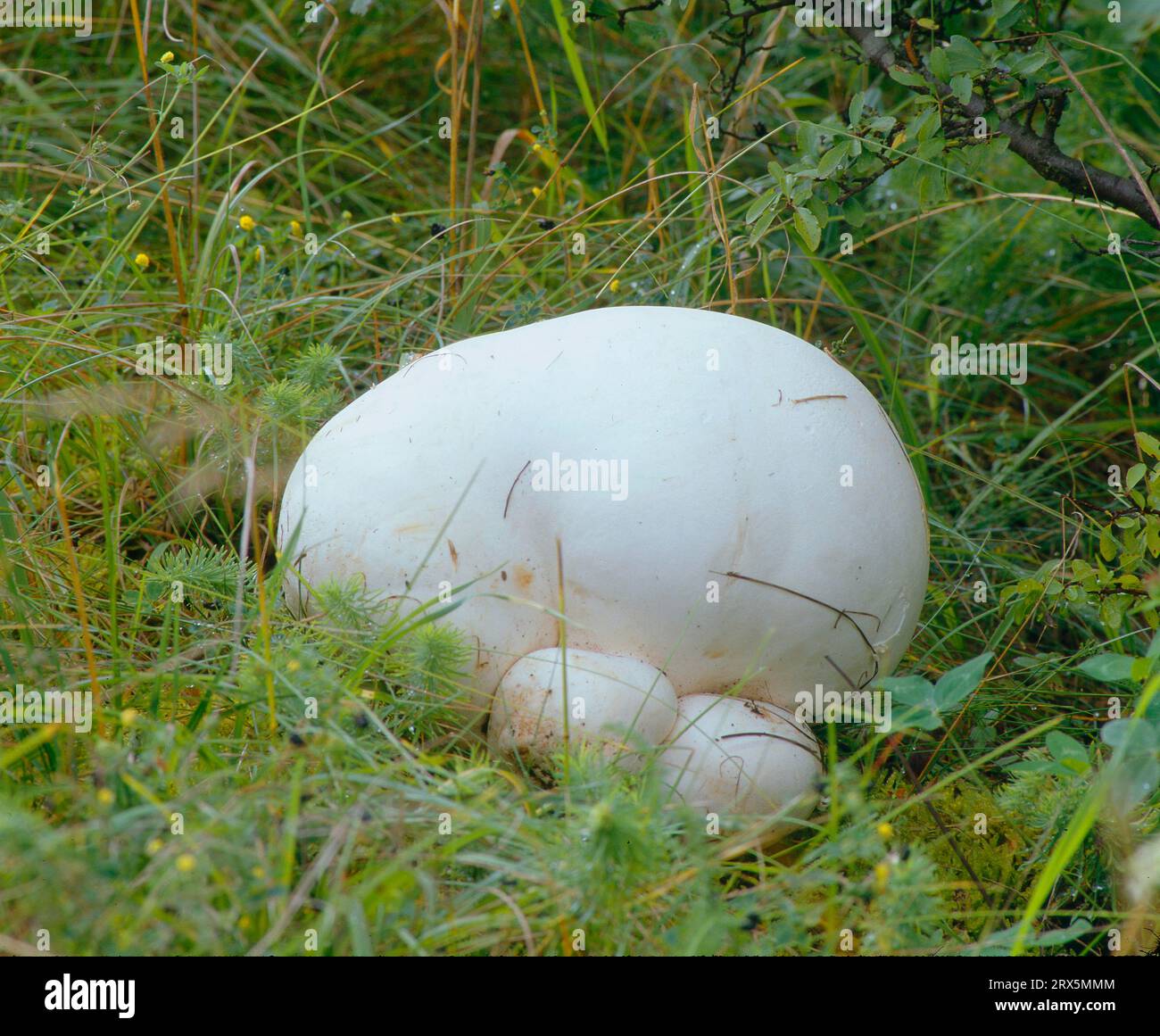 Giant puffball (Langermannia gigantea) conditionally edible (when white ... Giant puffball (Langermannia gigantea) conditionally edible (when white ...
