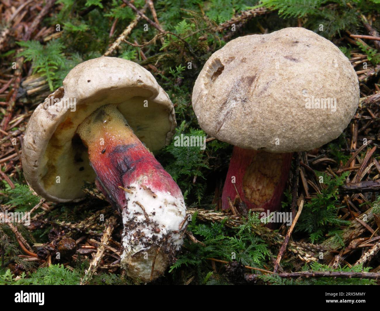Boletus calopus, Fair-footed boletus Stock Photo - Alamy