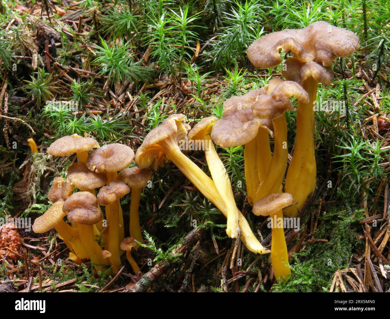 Yellowfoot (Cantharellus tubaeformis) Wollmetshofen, Swabia Stock Photo ...