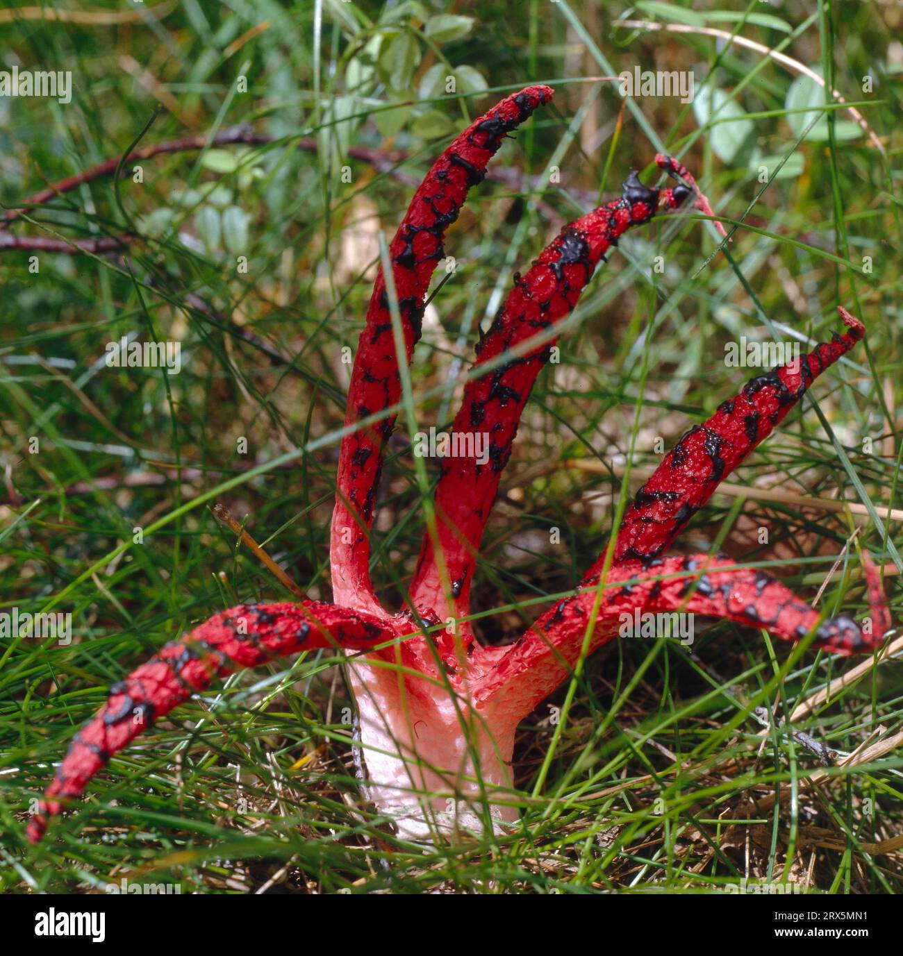 Octopus stinkhorn (Clathrus archeri) (syn. Anthurus archeri Stock Photo ...
