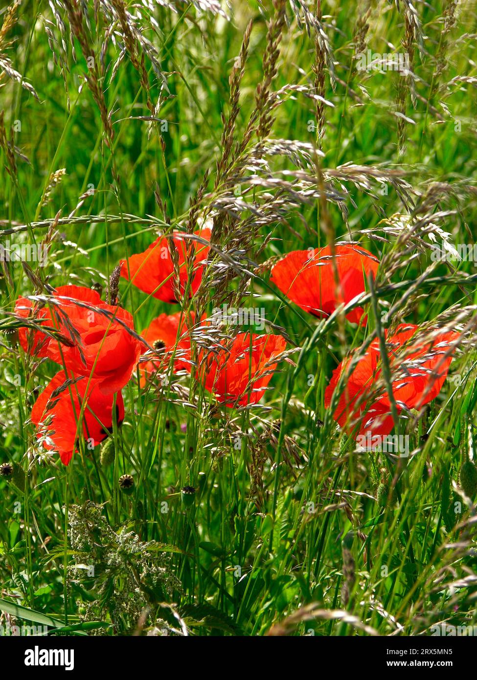 Poppy flowers (Papaver rhoeas), also poppy, wild flowers, field weed ...