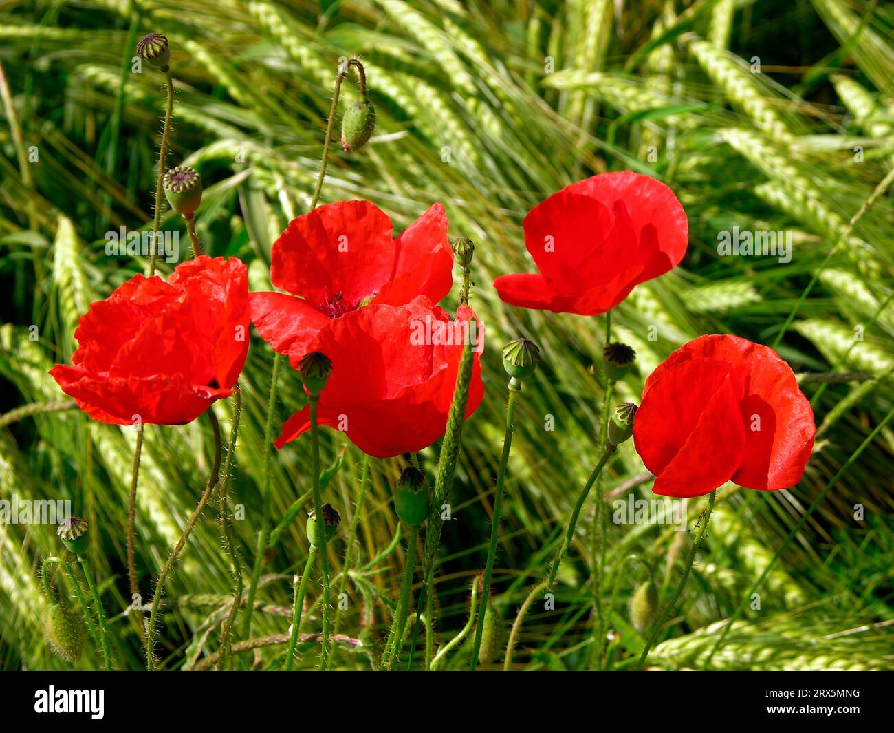 Poppy flowers (Papaver rhoeas), also poppy in the barley field barleys ...