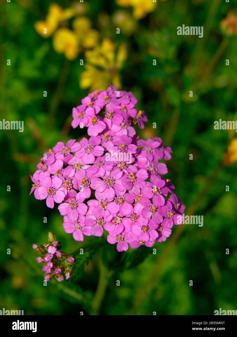 Yarrow, Pale Red Meadow Yarrow (A. roseoalba) (Achillea roseoalba Stock ...