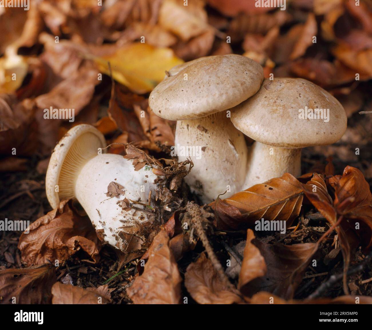 Clouded funnel fungus (Clitocybe nebularis), foggy grey funnel mushroom ...