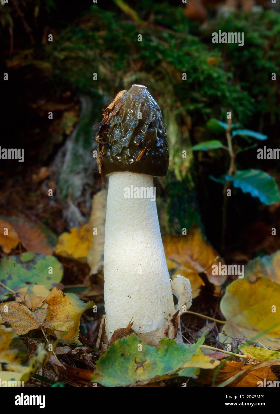 Dog rod dog stinkhorn (Mutinus caninus Stock Photo - Alamy