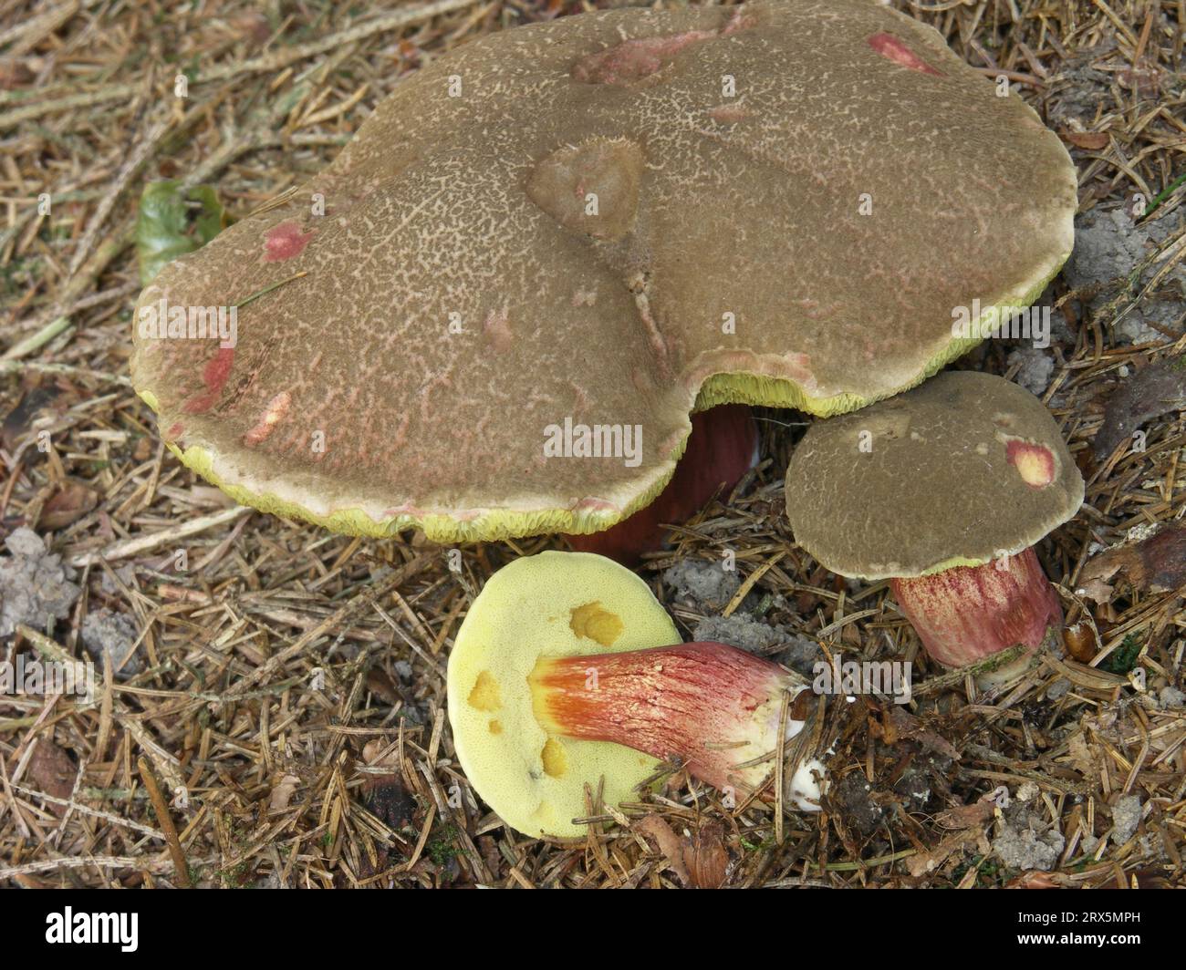 Red cracking bolete boletus chrysenteron hi-res stock photography and ...