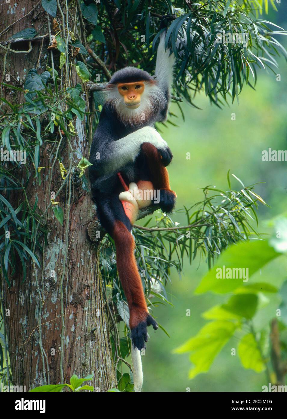 Doucs hi-res stock photography and images - Alamy