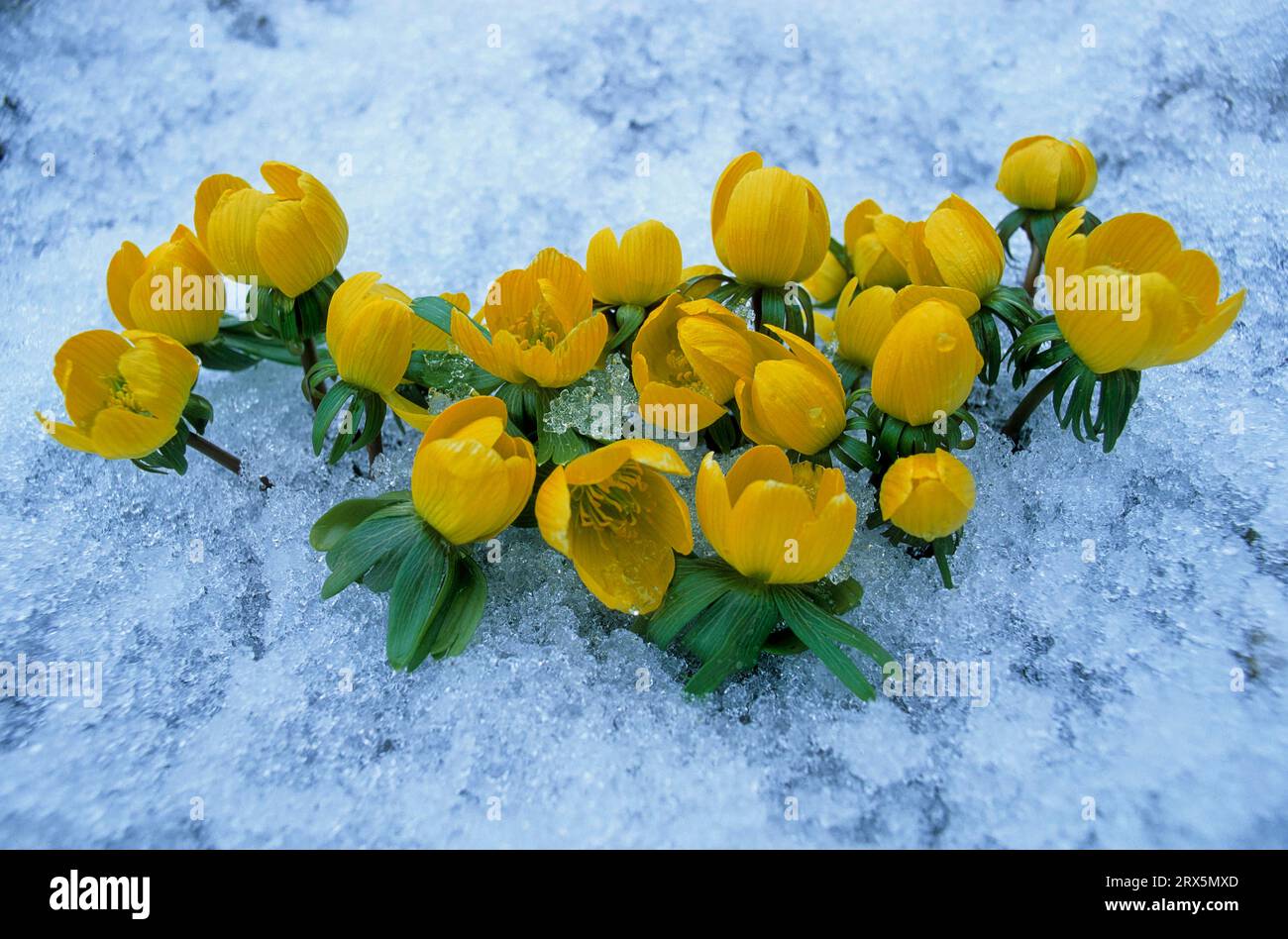 Winter aconites (Eranthis hyemalis) in the snow, ice snow, winterling ...