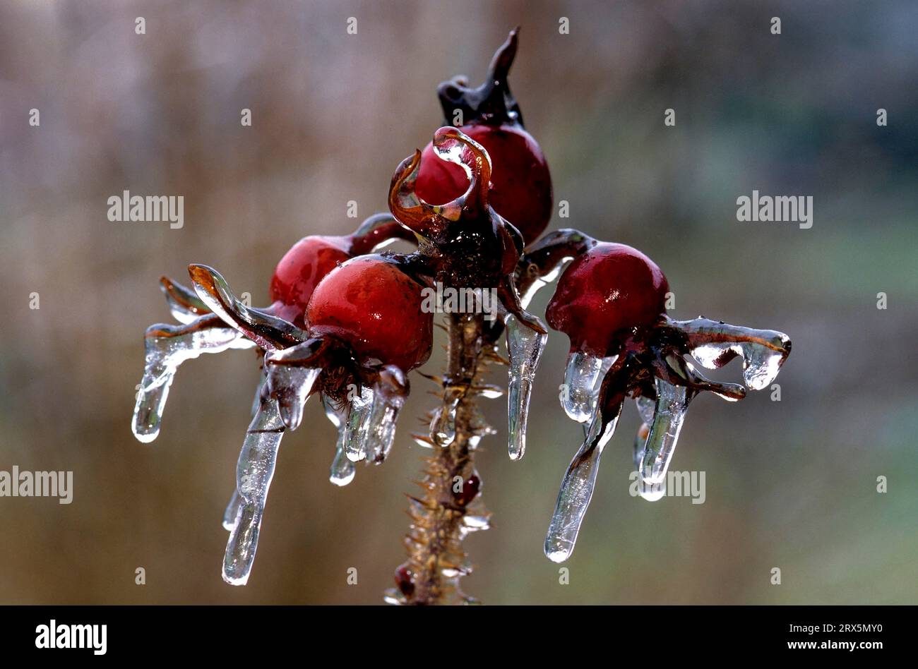Red rose (Rosa Canina) hips covered with ice, icicles, after ice rain ...
