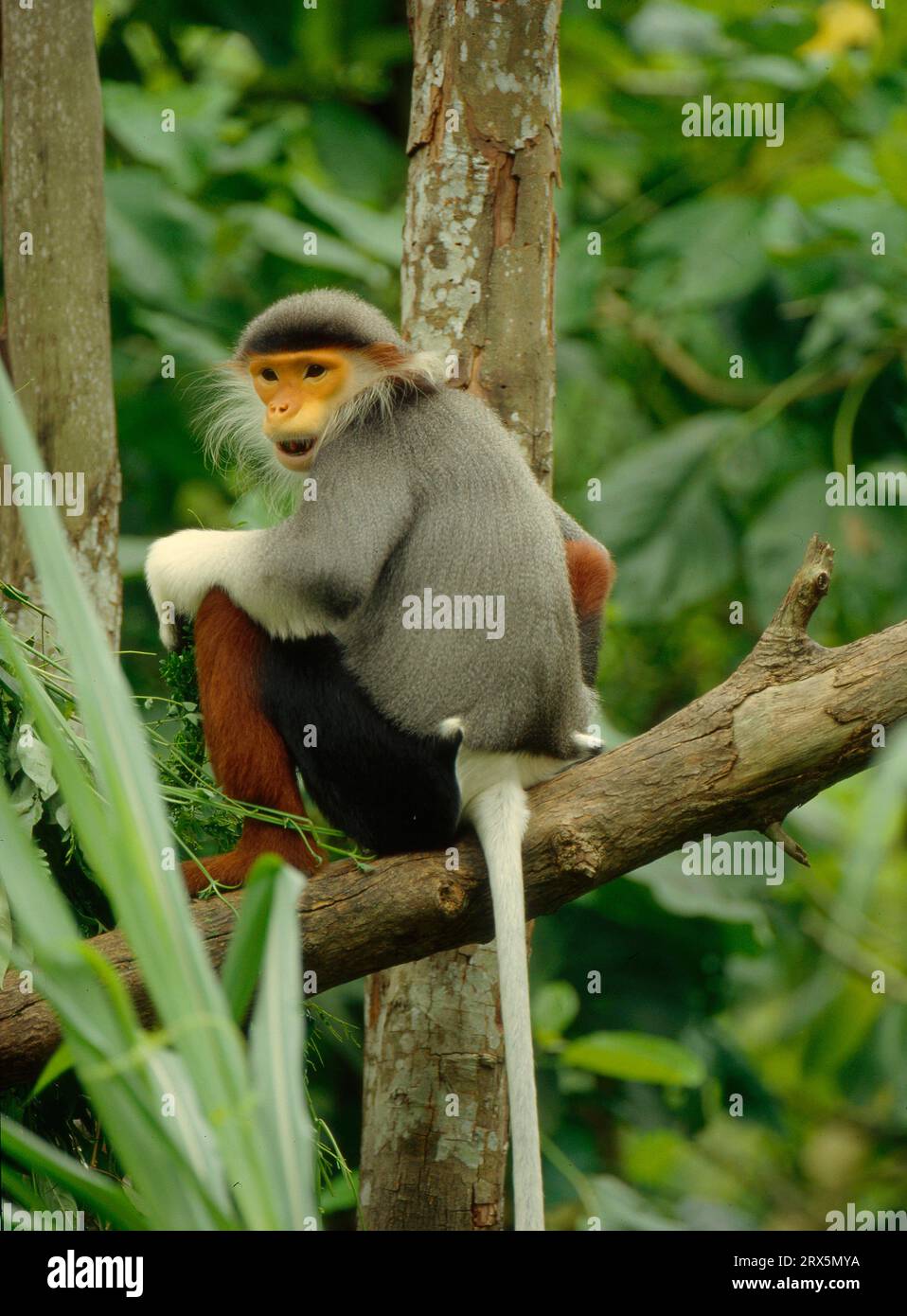 Doucs hi-res stock photography and images - Alamy