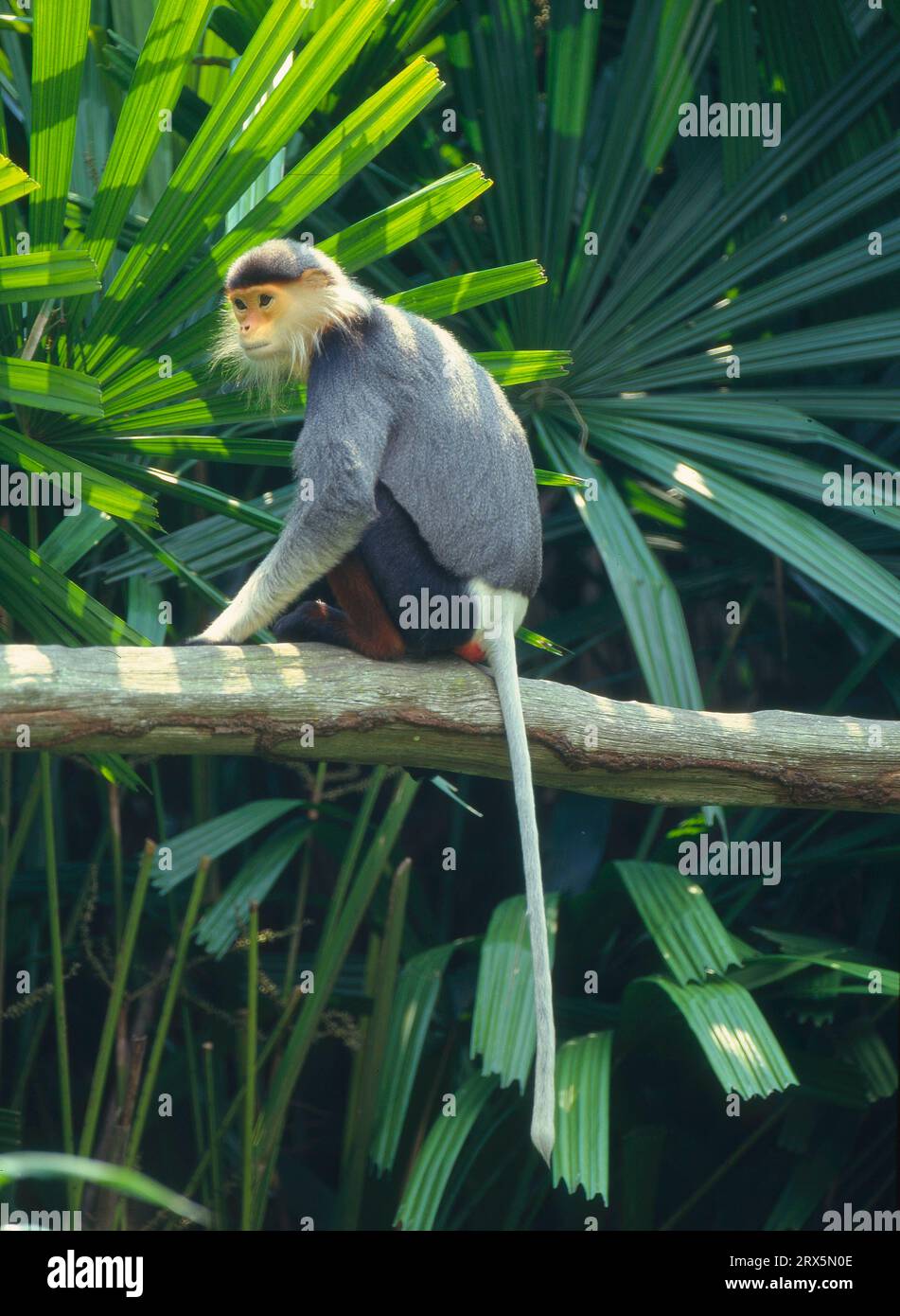 Doucs hi-res stock photography and images - Alamy