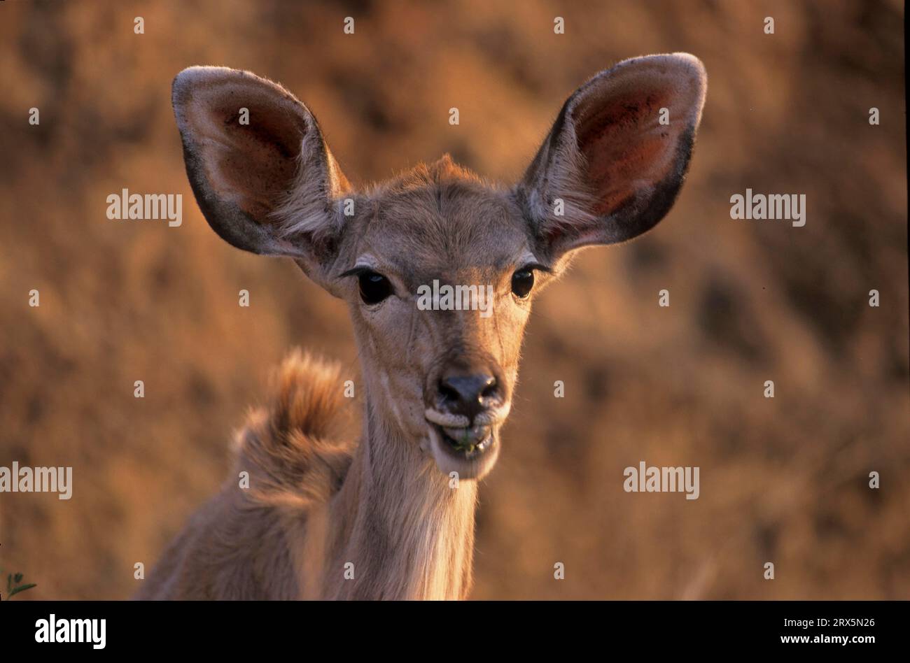 Big greater Kudu (Tragelaphus strepsiceros) (strepsiceros) Itala Game ...