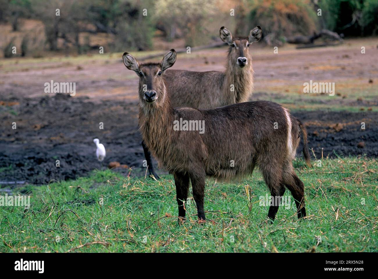 Ellipses-water goat (Kobus ellipsiprymnus), ellipses water goat ...