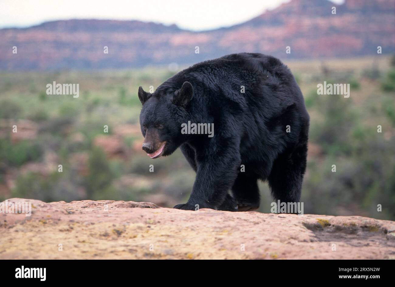 American Black Bear (Ursus americanus), american black bear Adult, Utah ...