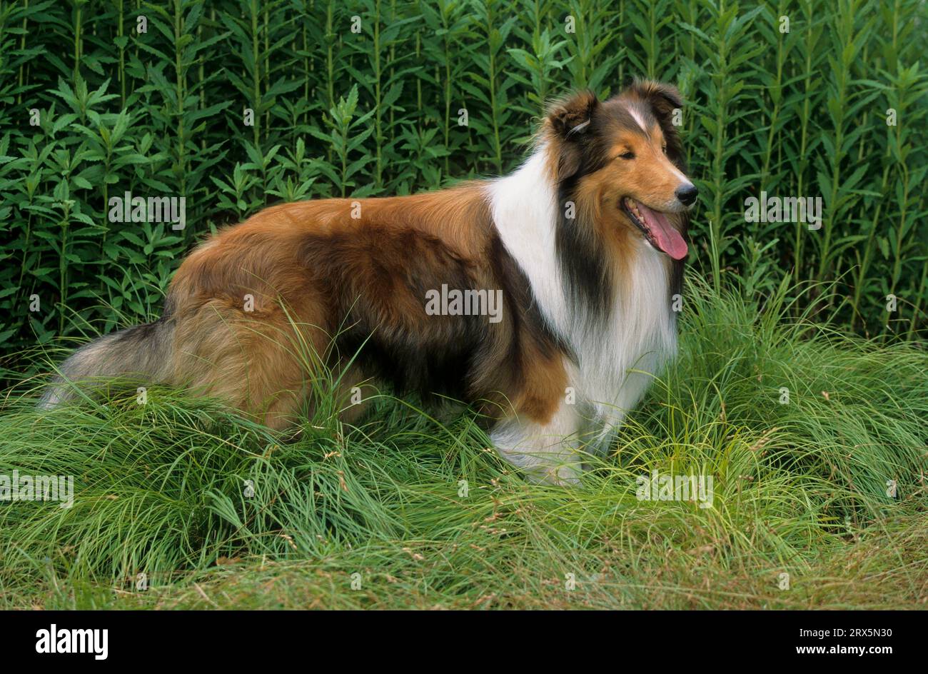 No 88 shetland hi-res stock photography and images - Alamy