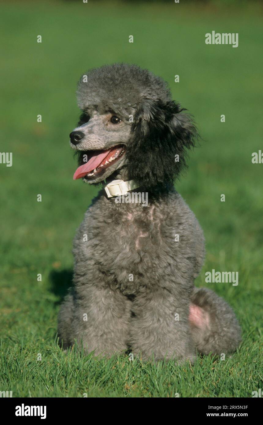 Miniature Poodle, male, FCI, Standard No. 172 Stock Photo - Alamy
