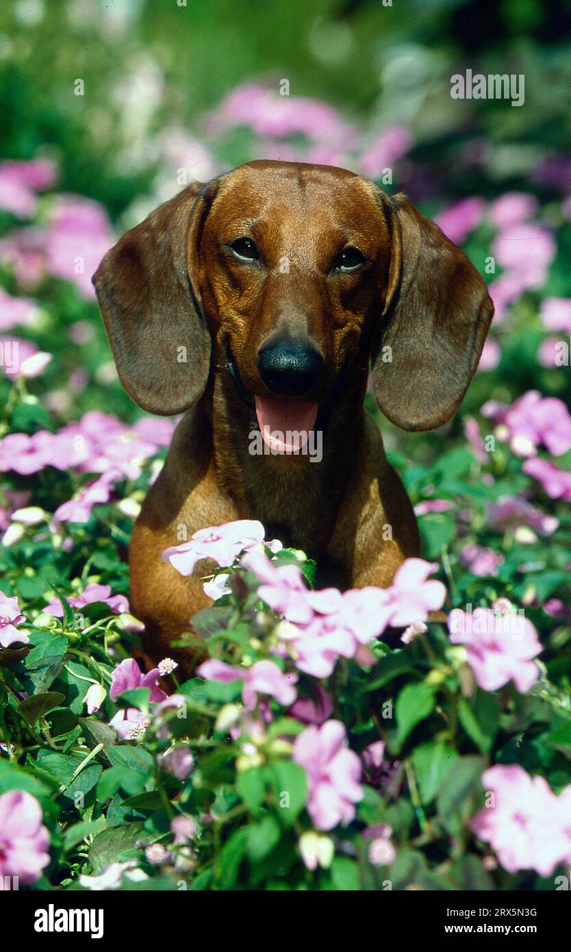 Short haired dachshund dog hi-res stock photography and images - Alamy