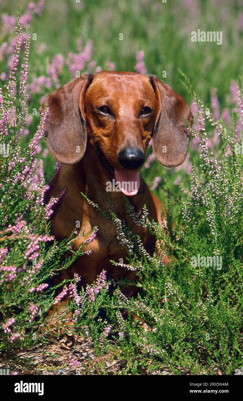 Short haired dachshund dog hi-res stock photography and images - Alamy