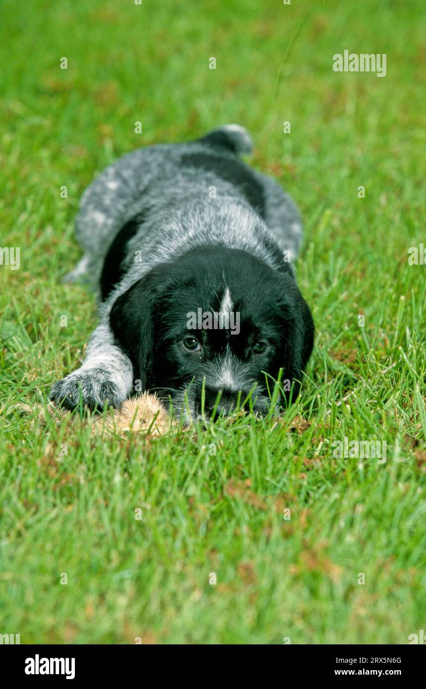 German wire pointer puppy hi-res stock photography and images - Alamy