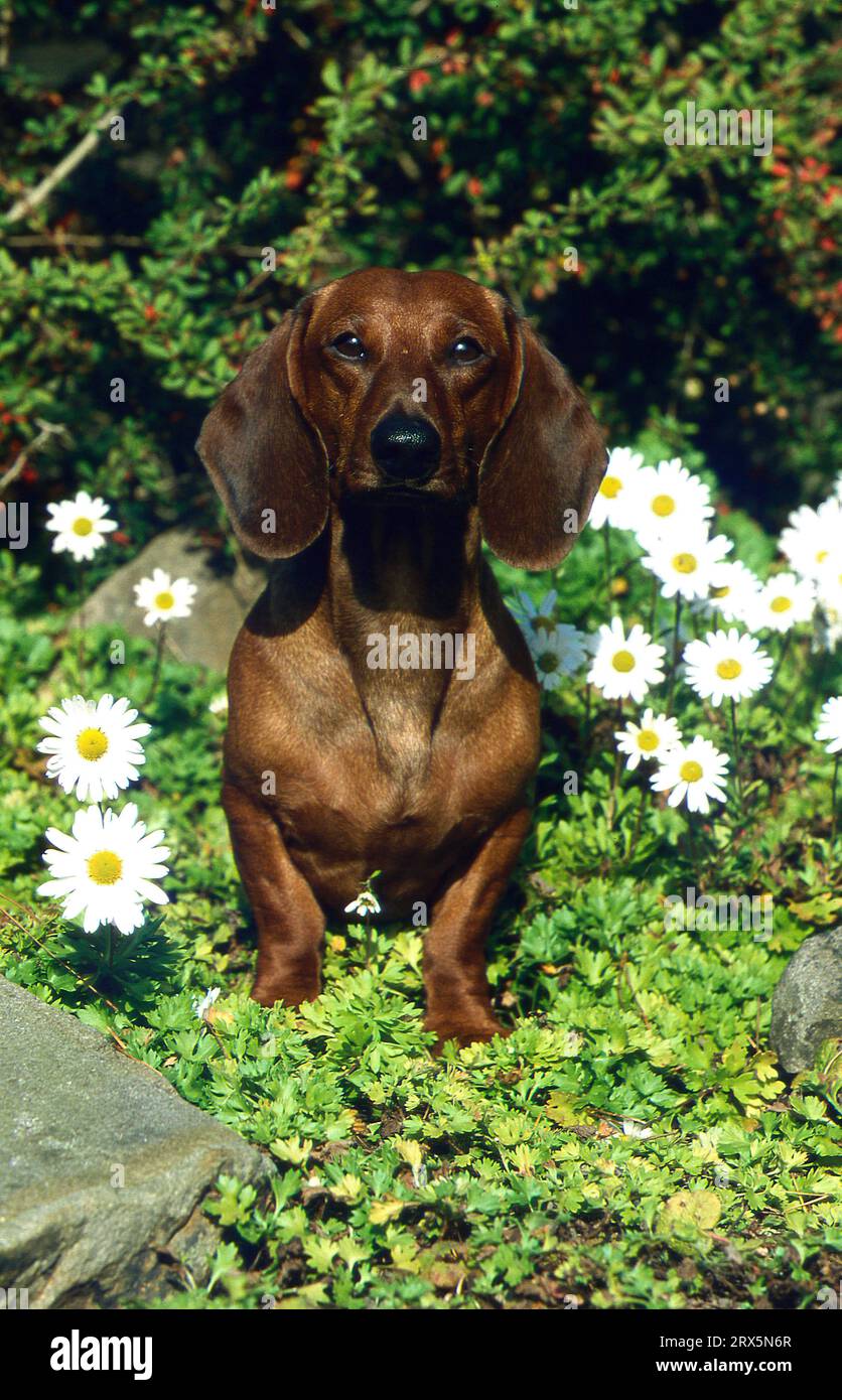 Short haired dachshund dog hi-res stock photography and images - Alamy
