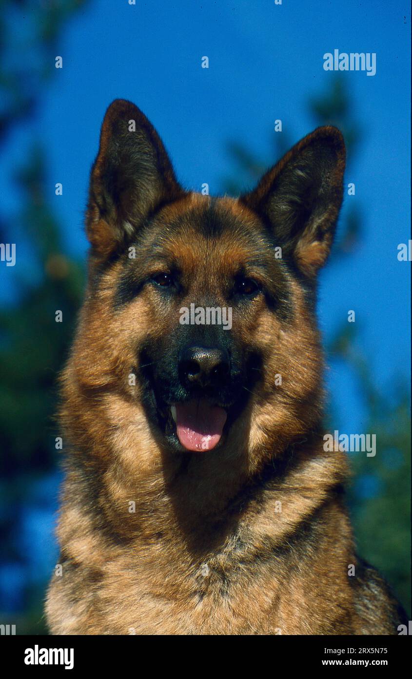 German shepherd, herding dogs and cattle dogs, German sheepherd ...