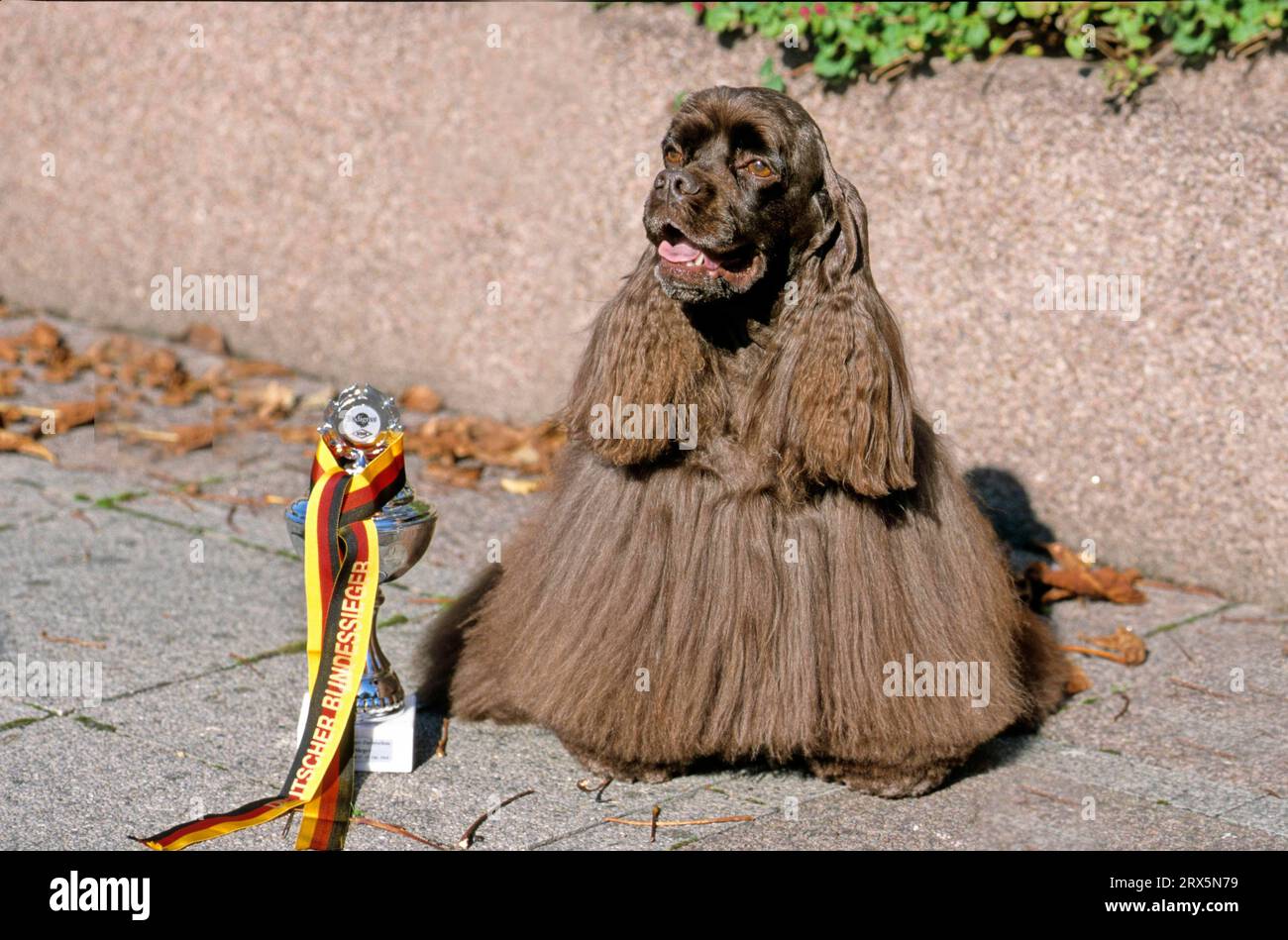 American water spaniel hi-res stock photography and images - Alamy
