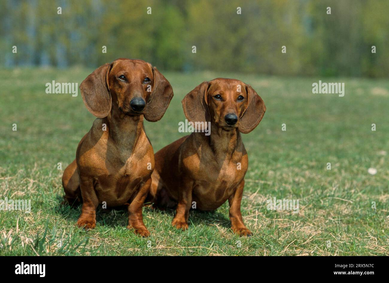 Smooth haired dachshund hi-res stock photography and images - Alamy