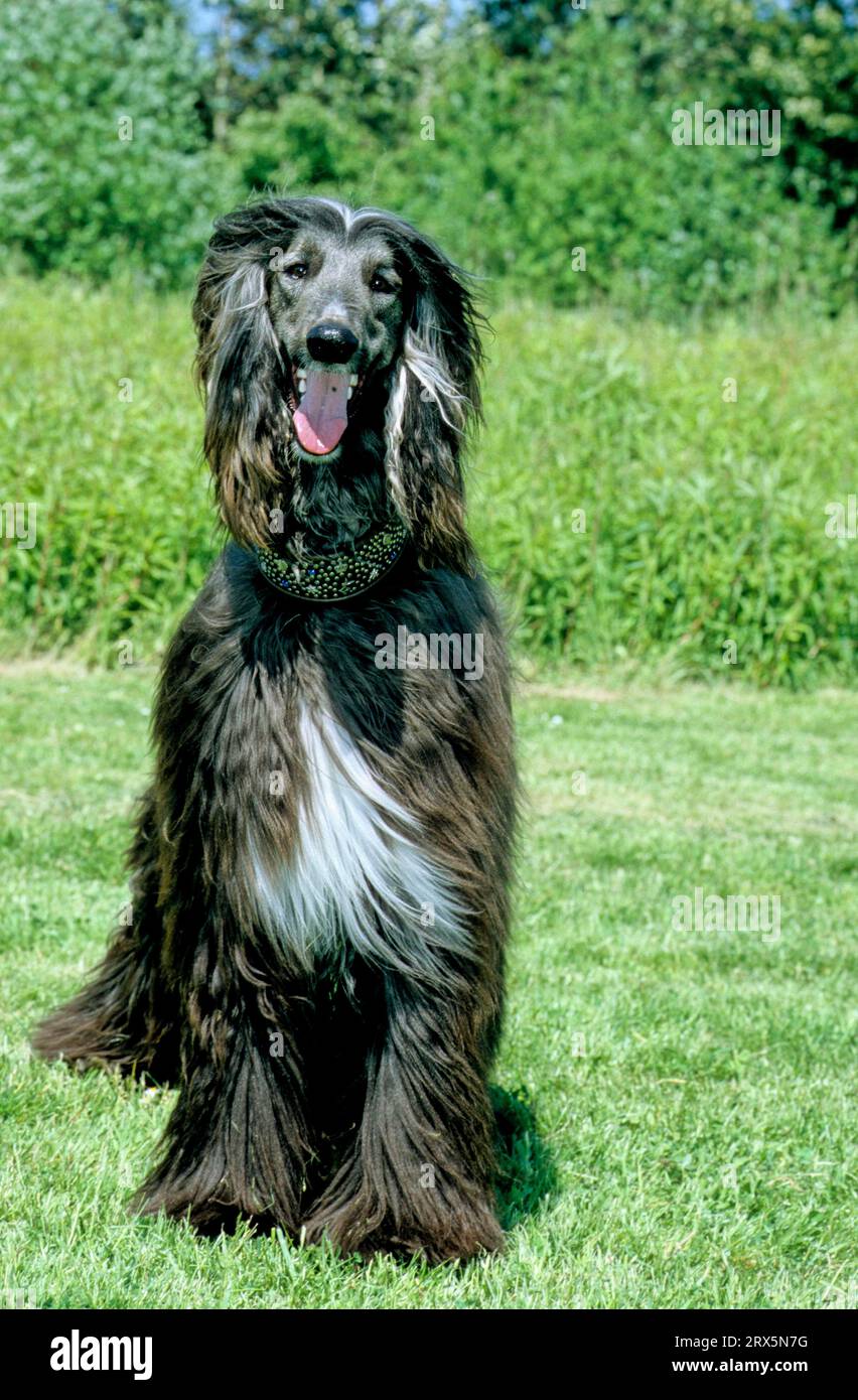 Tazi dog hi-res stock photography and images - Alamy