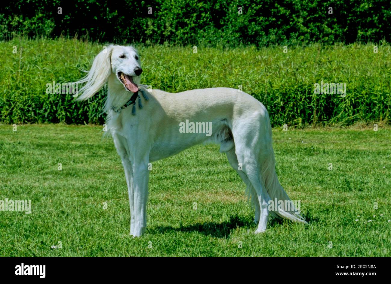 Saluki, Persian greyhound 10 years old, Persian greyhound 10 years old ...