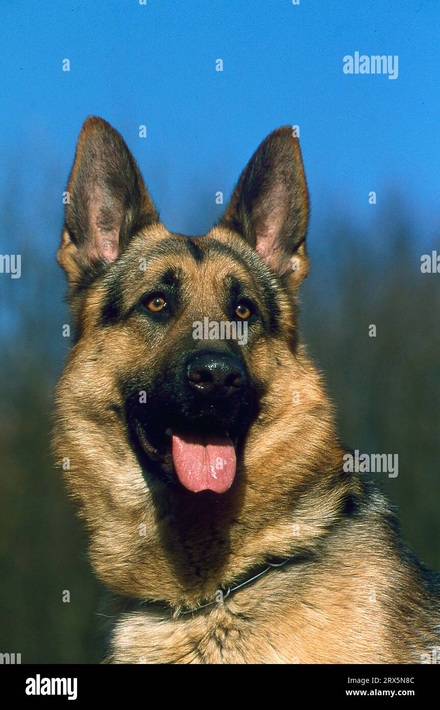 German shepherd, herding dogs and cattle dogs, German sheepherd ...